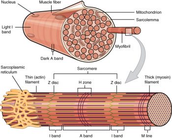 12.3 Types of Muscle Tissue – Human Biology