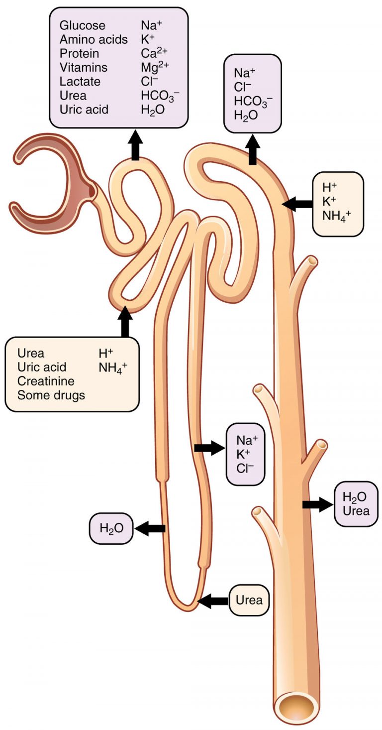 16.4 Kidneys – Human Biology