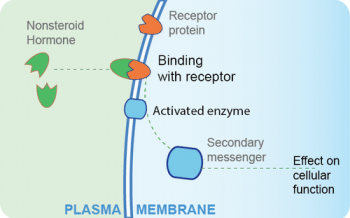 9.3 Endocrine Hormones – Human Biology