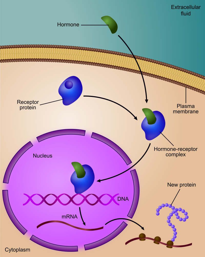 9 3 Endocrine Hormones Human Biology 9 3 Endocrine Hormones Human Biology
