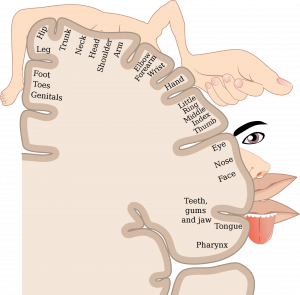 8.5 Central Nervous System – Human Biology