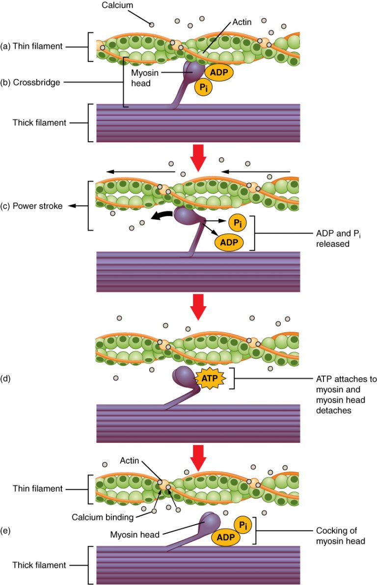 12.4 Muscle Contraction – Human Biology