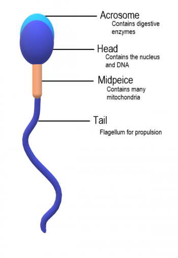 18.4 Functions of the Male Reproductive System – Human Biology