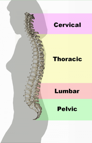 11.3 Divisions of the Skeletal System – Human Biology