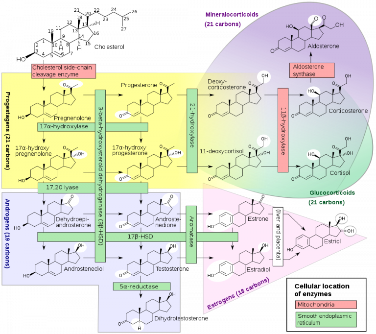 9.2 Introduction to the Endocrine System – Human Biology