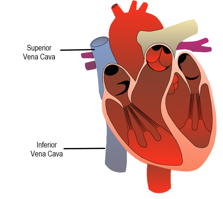14.4 Blood Vessels – Human Biology