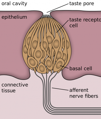 8.7 Human Senses – Human Biology