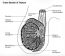 18.3 Structures of the Male Reproductive System – Human Biology