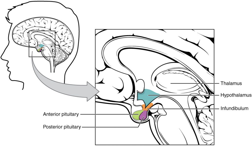 9.4 Pituitary Gland – Human Biology