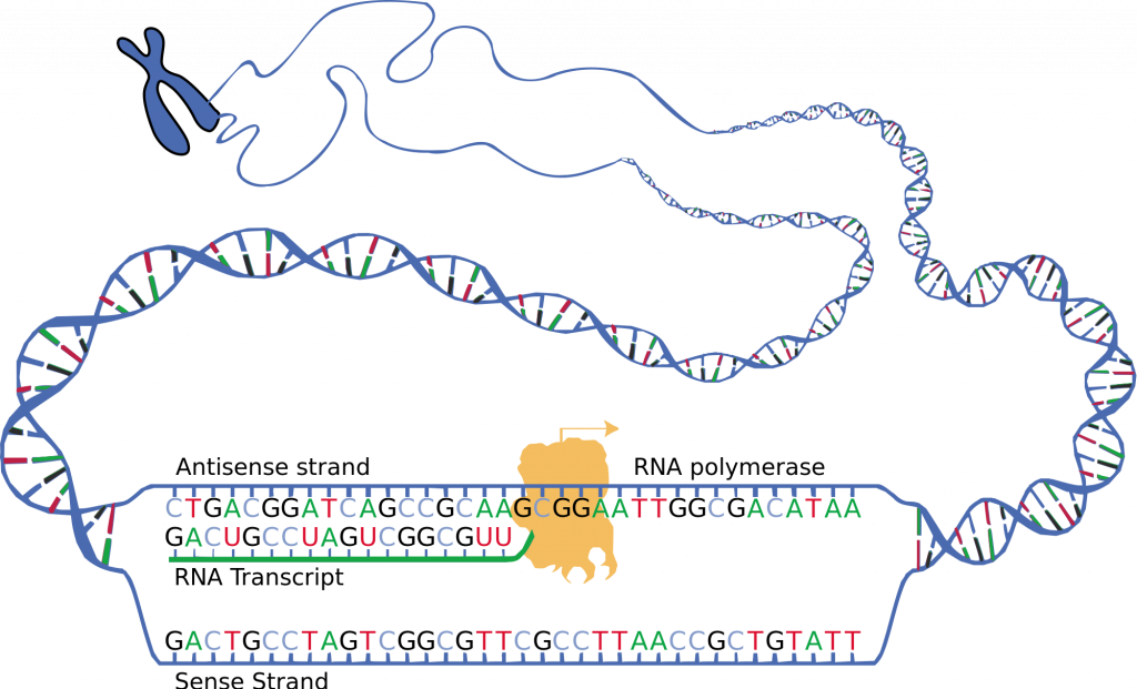 5.7 Protein Synthesis – Human Biology