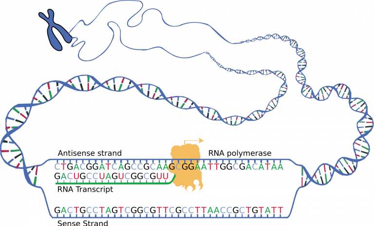5.7 Protein Synthesis – Human Biology