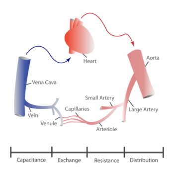 14.2 Introduction to the Cardiovascular System – Human Biology