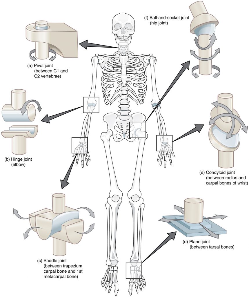 11-6-joints-human-biology