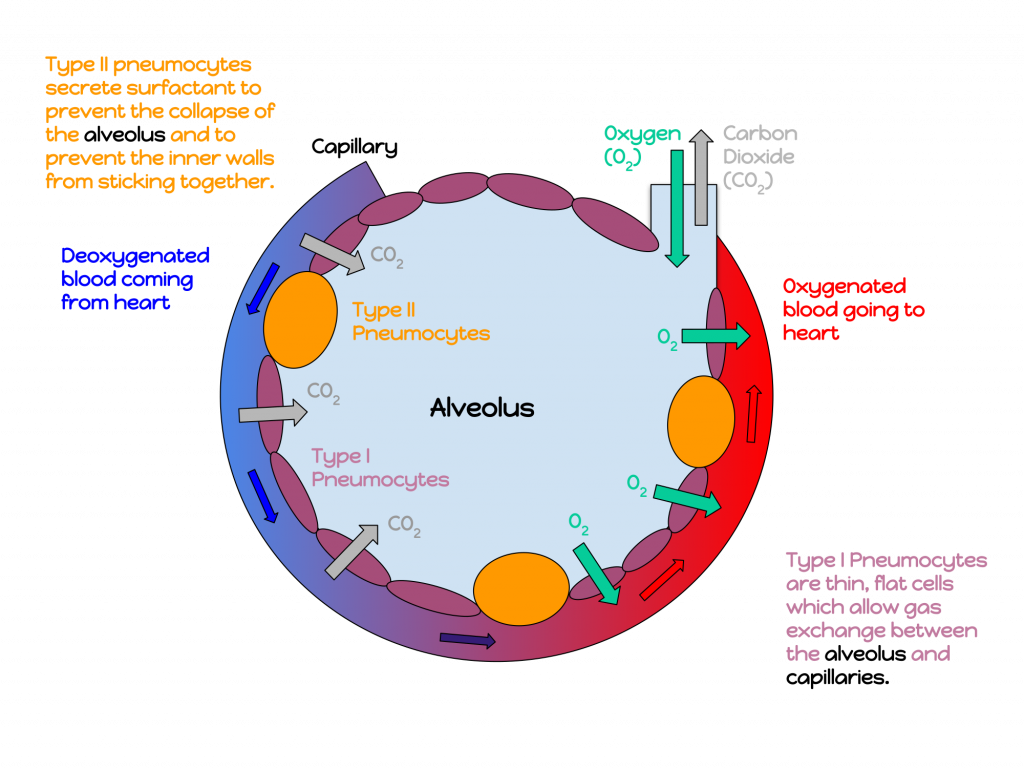 13.2 Structure and Function of the Respiratory System – Human Biology