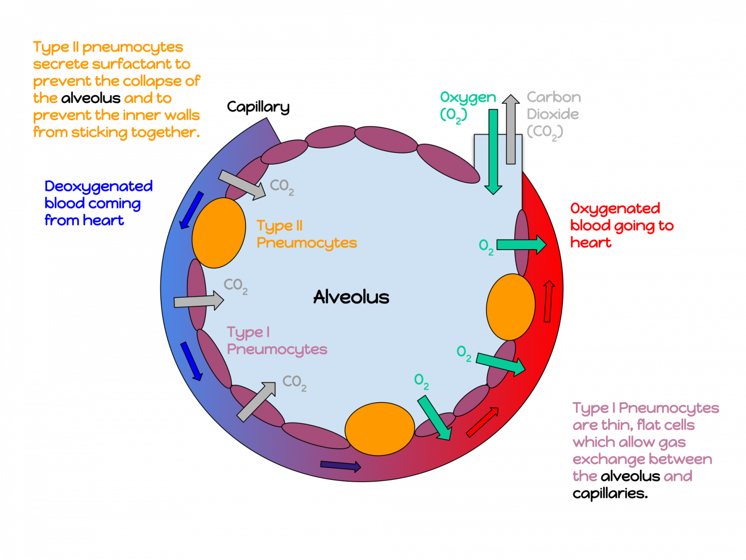 13.2 Structure and Function of the Respiratory System – Human Biology