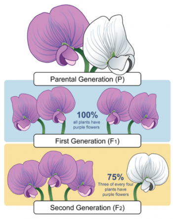 5.10 Mendel’s Experiments and Laws of Inheritance – Human Biology