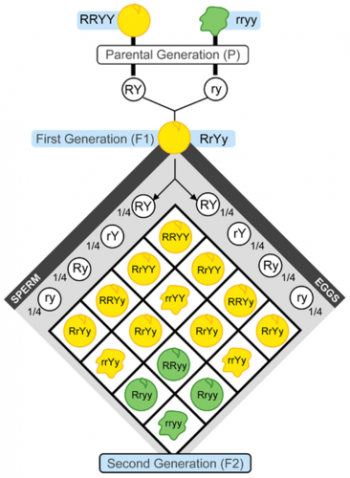 5.10 Mendel’s Experiments and Laws of Inheritance – Human Biology