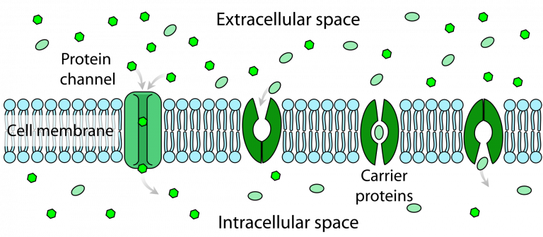 4.7 Passive Transport – Human Biology