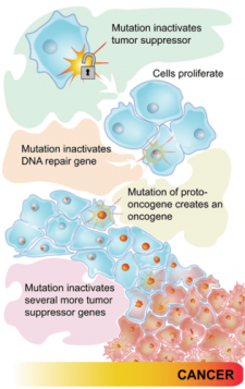 5.9 Regulation of Gene Expression – Human Biology