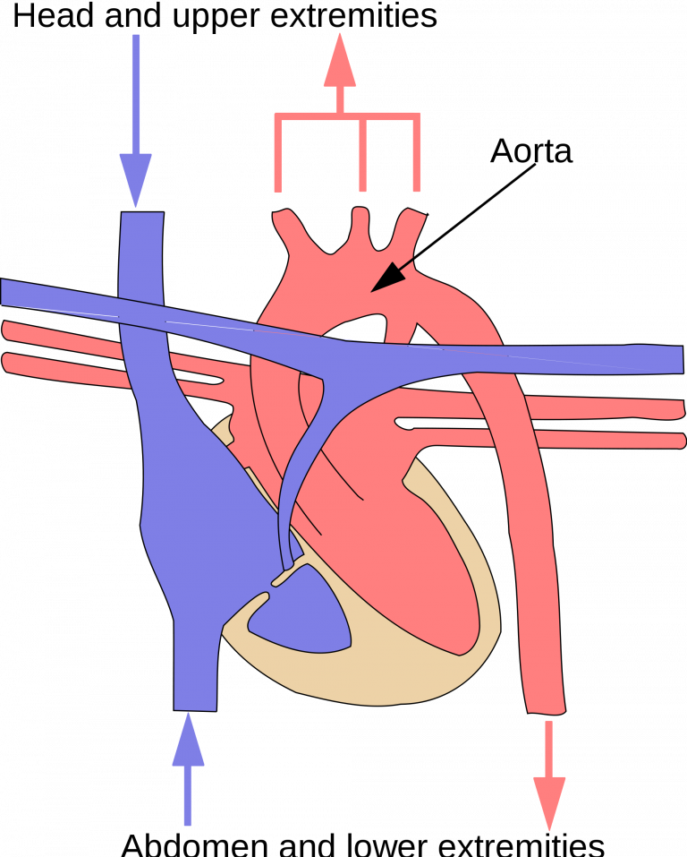 14.2 Introduction to the Cardiovascular System – Human Biology