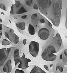 7.4 Tissues – Human Biology