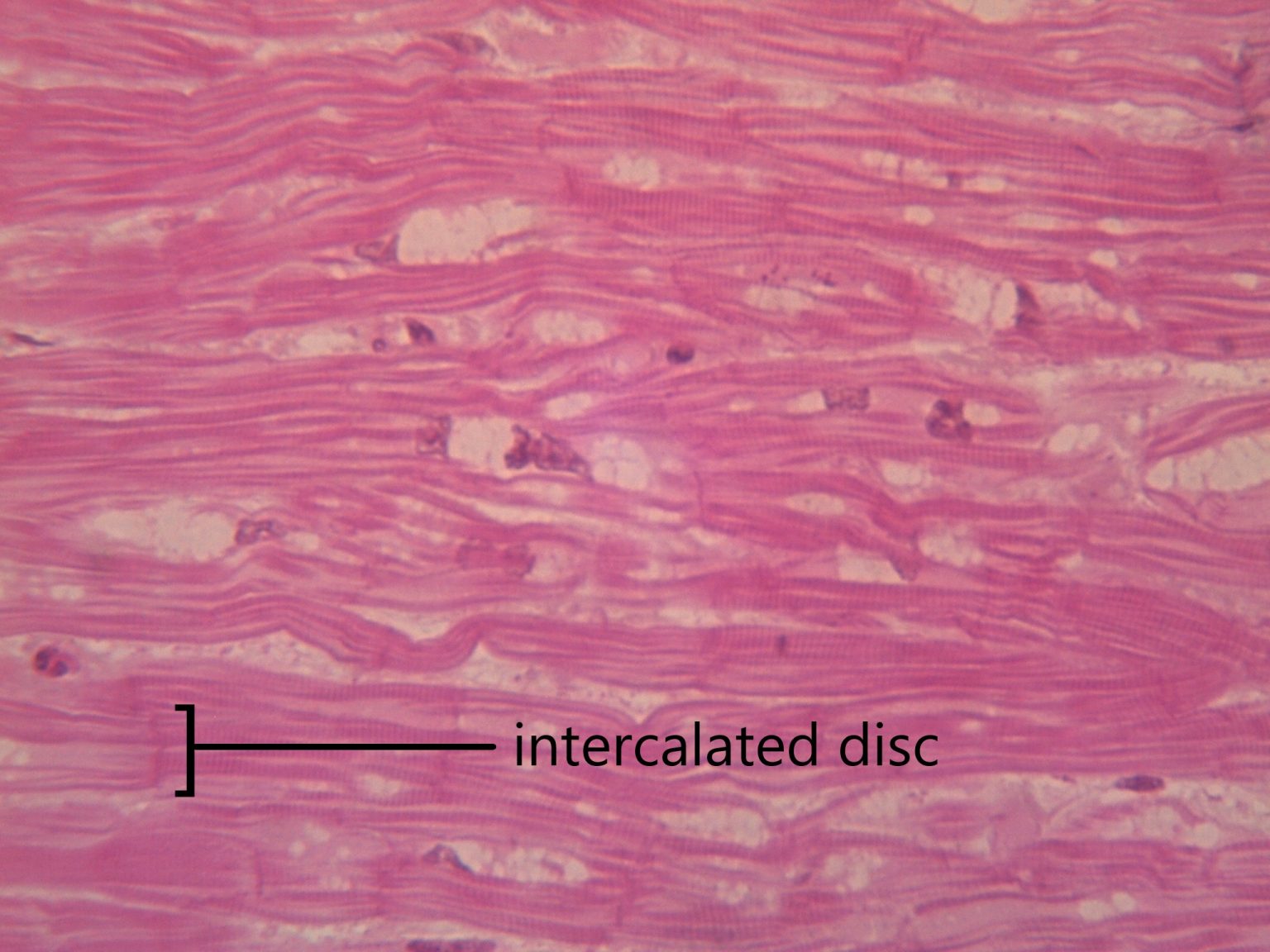 7.4 Tissues – Human Biology