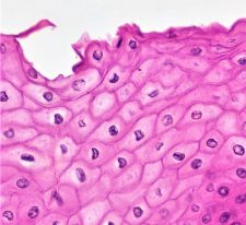 7.4 Tissues – Human Biology