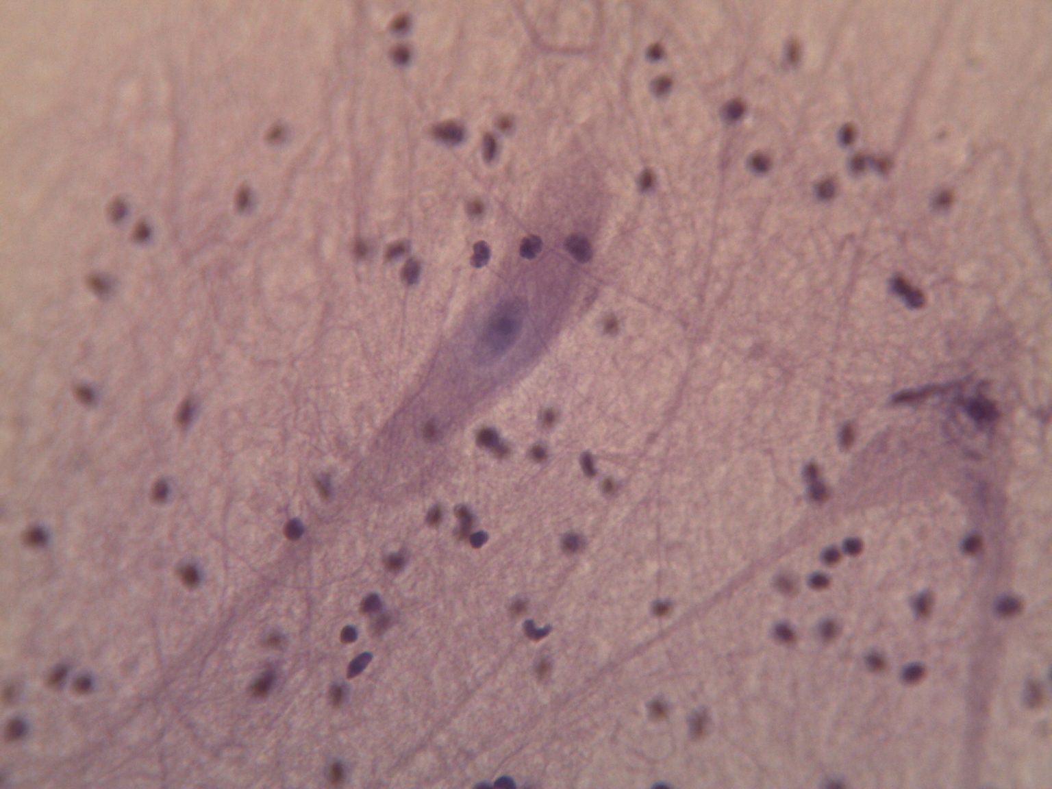 7.4 Tissues – Human Biology