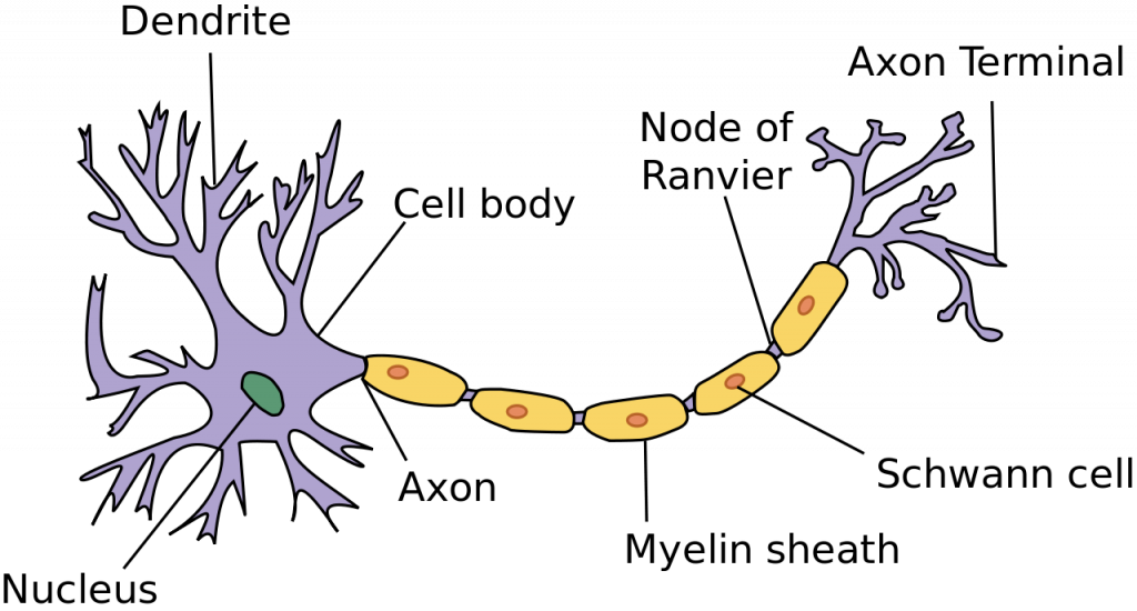 7.4 Tissues – Human Biology